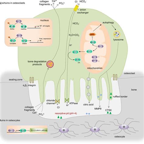 Sirtuins Regulate Osteoclast And Osteocyte Function Through Multiple