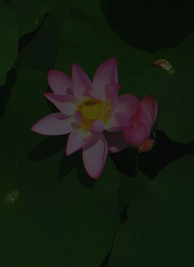 湖南莲冠湘莲食品股份有限公司【官网】湖南莲子 湘潭莲子 湖南湘莲 湘潭湘莲