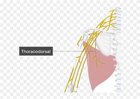 Thoracodorsal Nerve Course Functions Teachmeanatomy