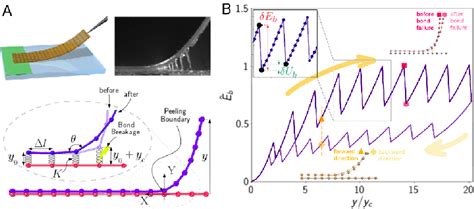 Figure 1 From Static Adhesion Hysteresis In Elastic Structures