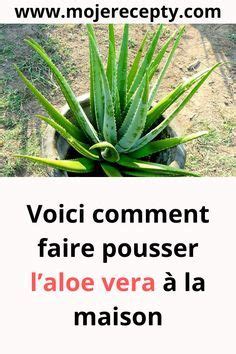 Voici Comment Faire Pousser Laloe Vera à La Maison Comment Faire Pousser Des Plantes Potager