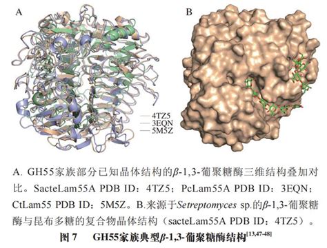 上海大学高海燕教授、秦臻副教授等：β 13 葡聚糖酶的结构、功能广义葡聚糖家族新浪新闻