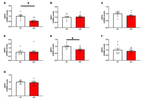 Expression Of Individual Sirtuin Isoforms In Sirt6 And Sirt6 − Download Scientific