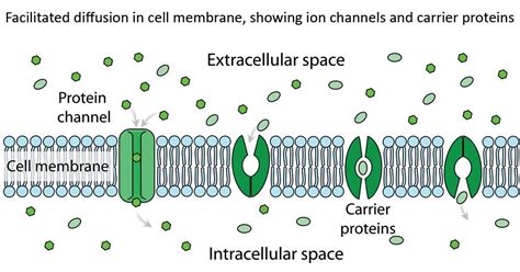 Facilitated Diffusion Definition Principle Factors Examples