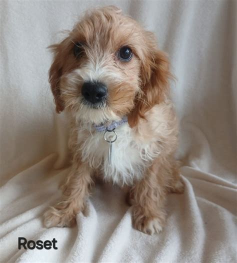 Roset The Road Home Animal Project