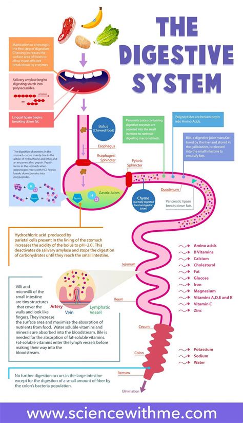 Anatomical Chart Company Blueprint For Health Your Di