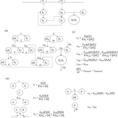 The Ordinary Differential Equations Model Of Cell Signaling Networks