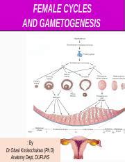 Understanding Female Cycles Gametogenesis An Insightful Course Hero