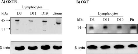 Expression And Regulation Of Functional Oxytocin Receptors In Bovine T Lymphocytes 1 Semantic