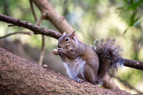 Western Gray Squirrel Sciurus Griseuswestern Gray Squirrel Sciurus