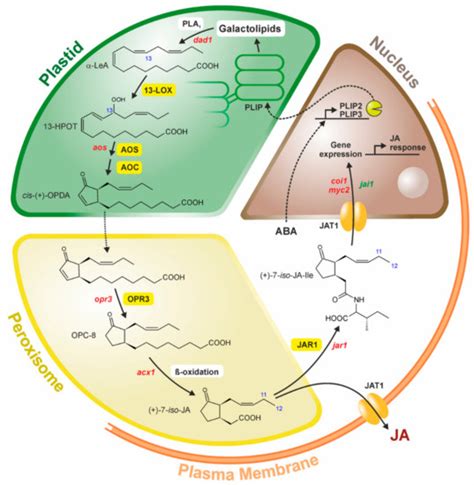Jasmonates News On Occurrence Biosynthesis Metabolism And Action Of
