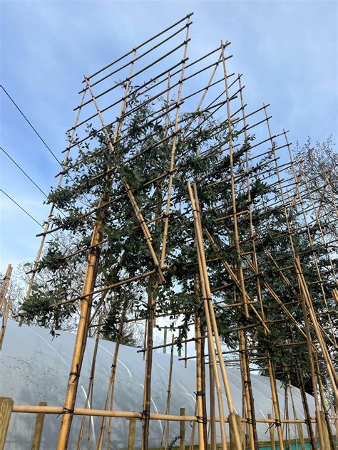 Pleached Trees Harrod Outdoors