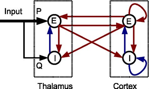 Color Online Structure Of The Model Of The Thalamocortical Loop Used Download Scientific