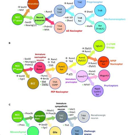 Transcription Factors Involved In Neural Crest Derived Dorsal Root Download Scientific