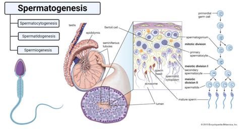 Spermatogenesis Definition Stages And Process With Figure