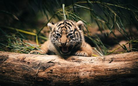 Cute Tiger Wallpapers Wallpaper Cave