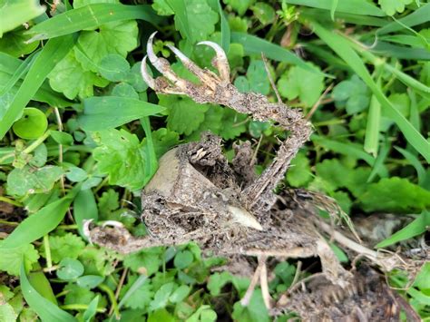 Identification Is This An Owl Or Something Else Rbonecollecting