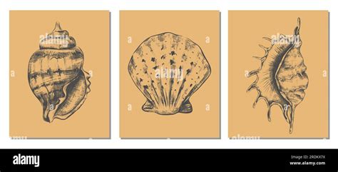 Vintage Shell Drawings