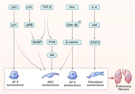 Cellular Senescence A Pathogenic Driver For Pulmonary Fibrosis