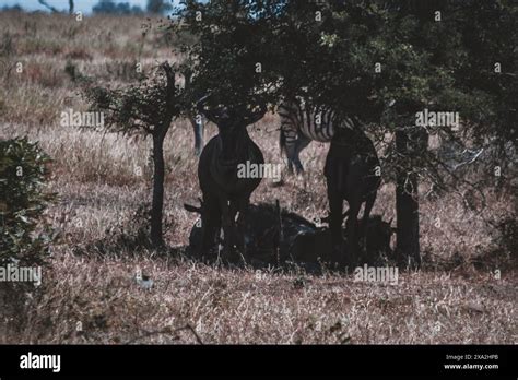 A Group Of Wildebeest And Zebras Find Shelter Under A Tree In Kruger