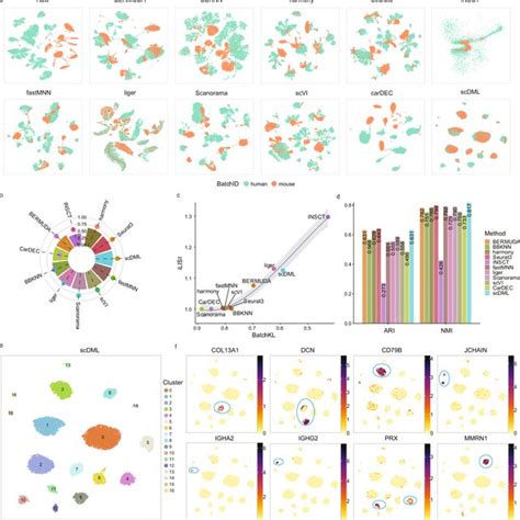 Scdml Enables Cross Species Integration For The Human And Mouse Lung Download Scientific