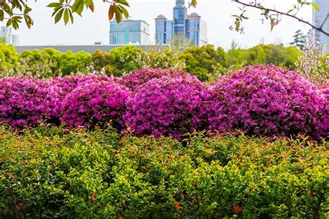 How To Create Layered Landscape In Your Garden Types Of Plants To Use