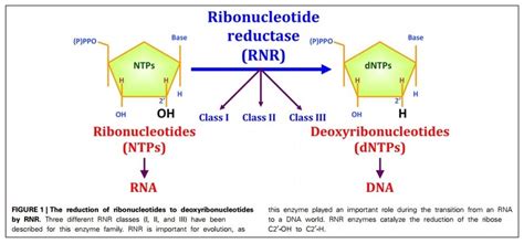 Ribonucleotide Reductase One Of The Most Essential Enzymes Of Life