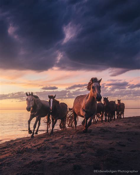 Erdenebulgan Photography Дорнодын хурдан хүлгүүд Буйр нууранд © Erdenebulgan