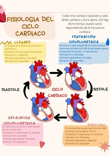 Ciclo Cardiaco Andrea Gavidia Udocz