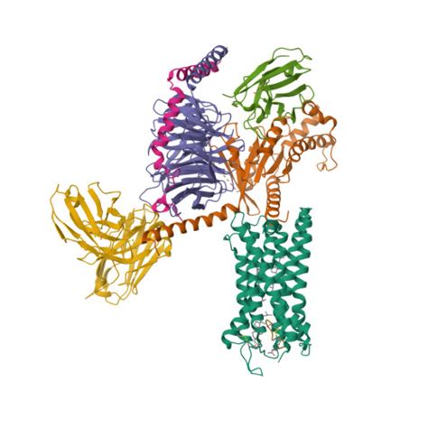 Vasopressin Structure