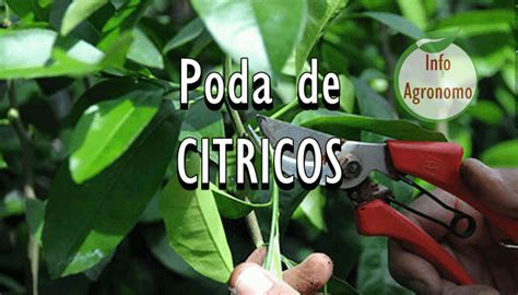 Poda De Citricos Y Desfasamiento De Cosechas Infoagronomo