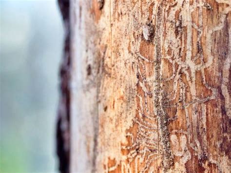 Tree Borer Insects How To Identify Tree Borers