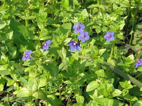 ルリハコベ 花しらべ 花図鑑