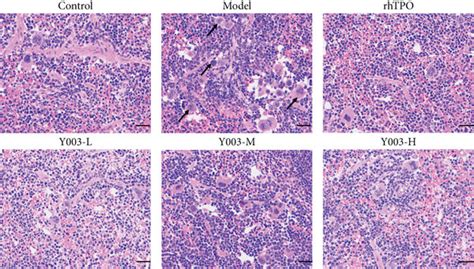 Icaritin Improves The Abnormal Proliferation Of Megakaryocytes In The Download Scientific
