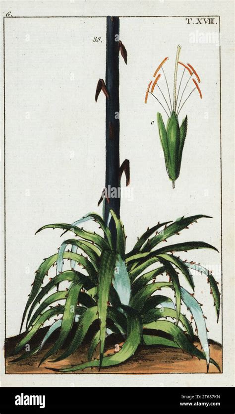 Century Plant Maguey American Aloe Agave Americana Handcolored
