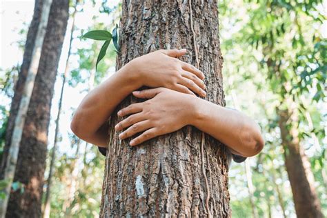 Tree Hugging The Origins Of Tree Hugging — An Darach Forest Therapy