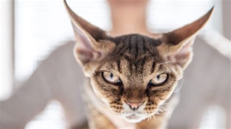 Alien Cat Pixie Cat Do You Know Which Breed Is Called Like That