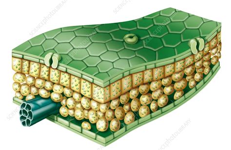 Leaf Drawing Stock Image C Science Photo Library