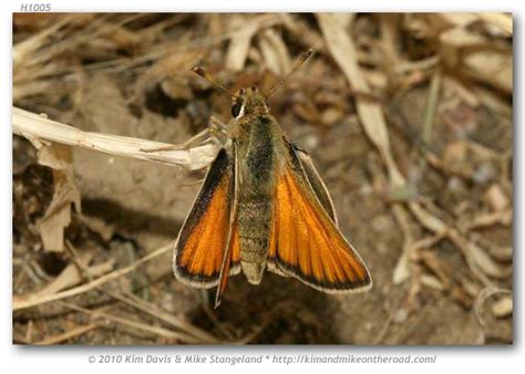 Pseudocopaeodes E Eunus Alkali Skipper