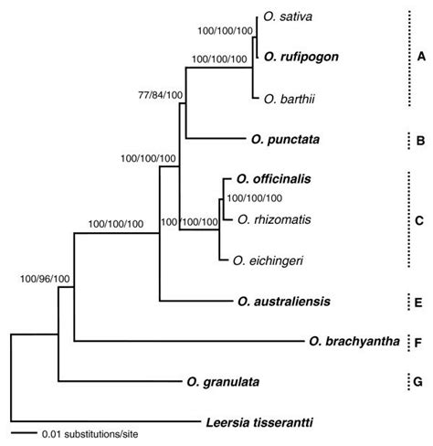 Ml Tree Inferred Based On Concatenation Of 62 Genes From 11 Species