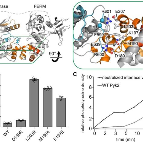 Hdx Ms Illuminates The Conformational Dynamics Of High Activity Fully