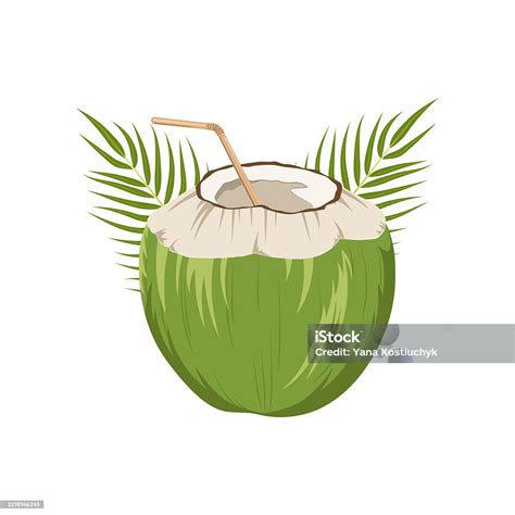 야자수 잎과 칵테일 빨대를 곁들인 코코넛 열대 디자인 포장 브랜딩 여름 프린트 및 유기농 제품 라벨에 적합합니다 벡터 일러스트 레이 션 0명에 대한 스톡 벡터 아트 및 기타