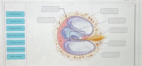 Solved Scala Tympani Cochlear Duct Temporal Bone Spiral Chegg Com