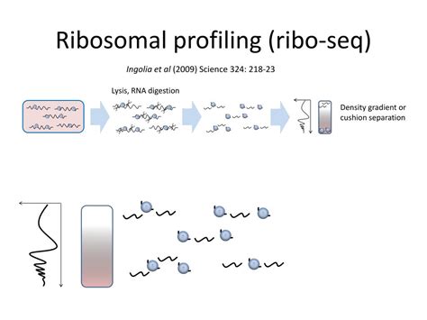 Ppt From Big Data To Relevant Data Ribo Seq And Its Applications