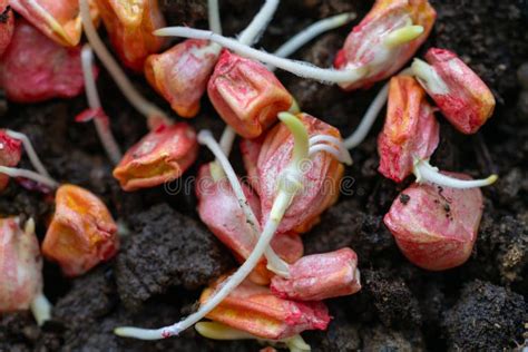 Germination Characteristics Of Corn Plants Stock Image Image Of Corn