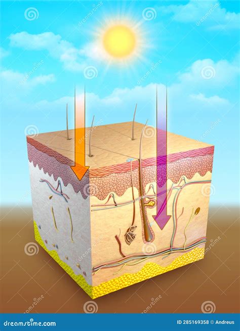Ultraviolet Rays Penetrating Some Human Skin Stock Illustration Illustration Of Sebaceous