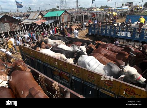 Bangladesh Is Home To Various Cattle Breeds And Their Crosses Although