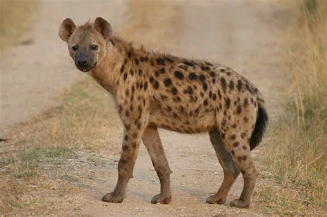 Spotted Hyena Hyena Striped Hyena Brown Hyena