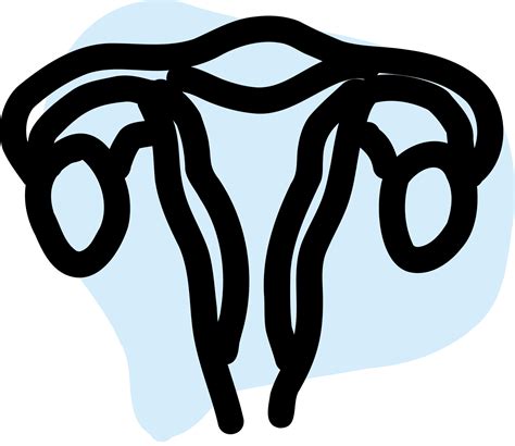 Human Genitourinary System Anatomy 17395844 Png