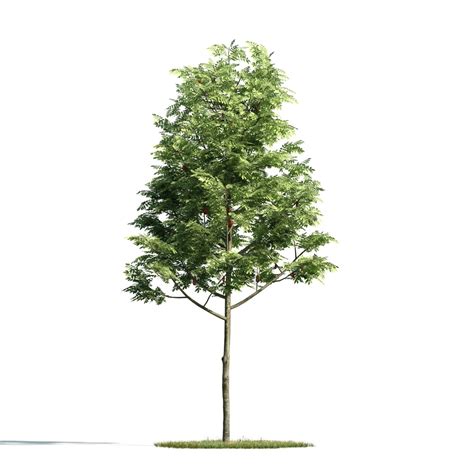 Low Poly Trees Archmodels Vol 171 Evermotion